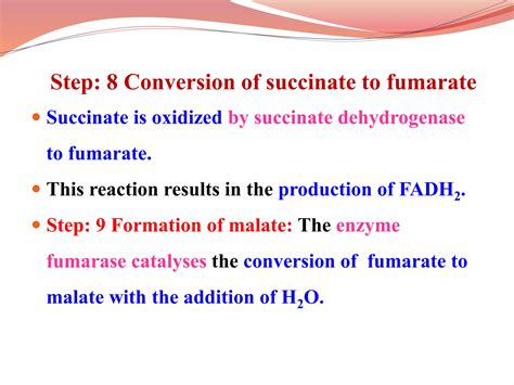 TCA CYCLE ITS REGULATION PPTX