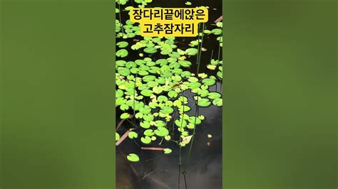 장다리끝에앉은~고추잠자리 Youtube