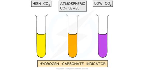 Edexcel Igcse Biology 复习笔记 263 Practical Investigating Respiration