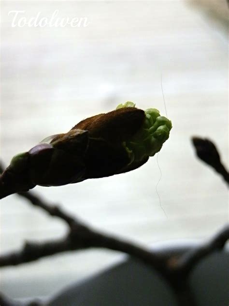 Todolwen Spring Time Just Love It