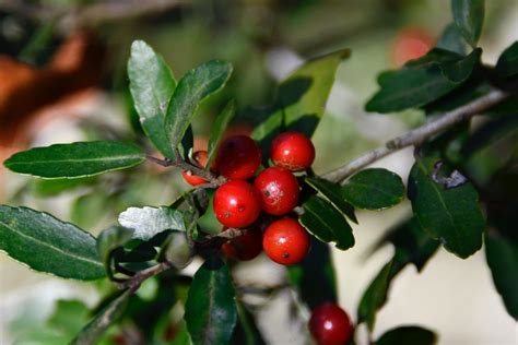All About Yaupon The Plant That Delivers A Natural Caffeine Kick