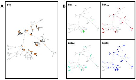 Minimum Spanning Tree Of 116 Escherichia Coli Isolates Using