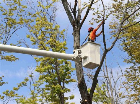 Professional Tree Removal Peterborough And Kawartha