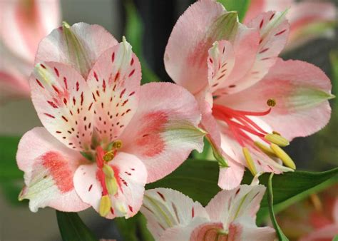 Peruvian Lilies