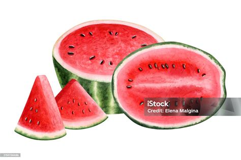 수채화 수박 반쪽과 삼각형 조각 그림은 흰색 배경에 고립되어 있습니다 여름 음료와 주스를 위한 사실적인 스타일의 맛있는 잘 익은 과일 0명에 대한 스톡 벡터 아트 및 기타