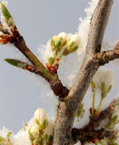 Neat Things About Trees Waking Up In Spring Canada S Local Gardener Magazine