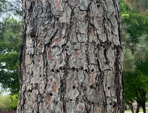 Unveiling The Wonders Of Silver Maple Bark Natures Hidden Treasure