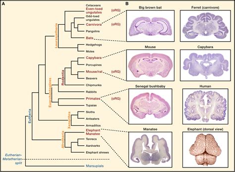 Development And Evolution Of The Human Neocortex Cell