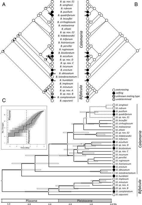 Ancestral State Reconstructions Of Mating Type And Chronogram Of Download Scientific Diagram
