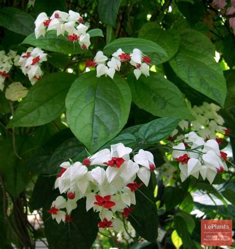Клеродендрум Томсона (Clerodendrum thomsoniae) — описание, выращивание ...