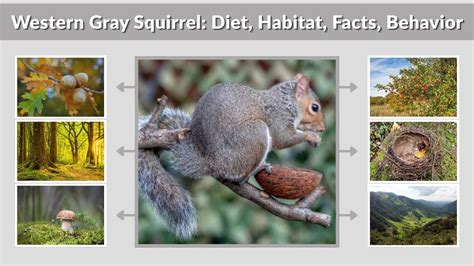 Western Gray Squirrel Diet Habitat Facts Behavior And Identification