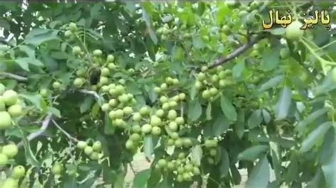 باردهی نهال گردو ژنوتیب تیب 9 پالیز نماشا