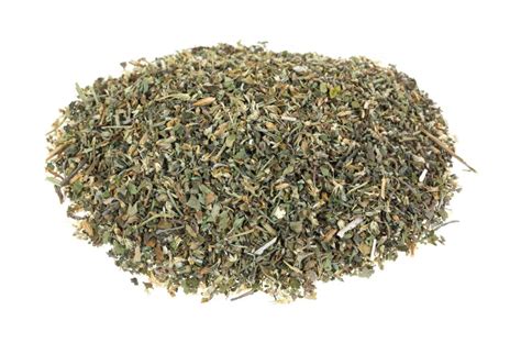 How To Grow Catnip From Seed To Harvest