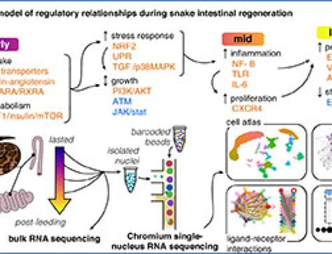 Rna Seq Enables Discovery Of Potential Biomarker Ssrs Simple