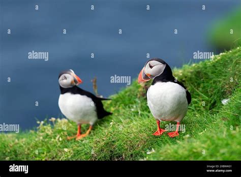 Couple Of Puffins Most Famous Faroese Birds On Grassy Coast Of Island