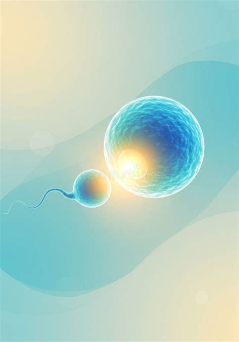 Human Egg Cell Fertilization By Sperm Microscopic View Of Conception Process Stock Illustration