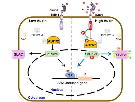 PNAS 徐通达团队解析高浓度生长素调控脱落酸信号响应的分子机制