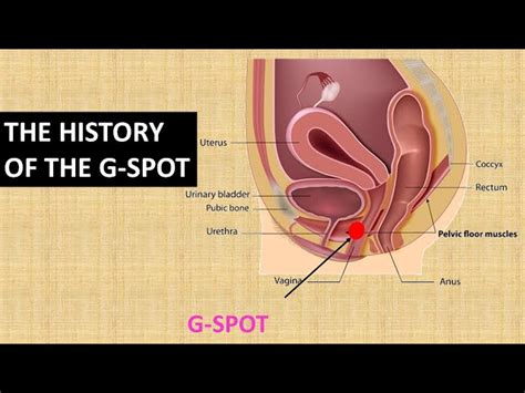 Anatomy Of The G Spot The “sacred Spot” Is A Sensitive Area