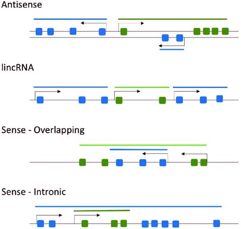 Lncrna Biotype Classification The Image Shows The Lncrna Biotypes Download Scientific Diagram
