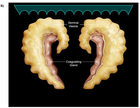 Figure 8 21 A Accessory Sex Glands B Specifications For The Conduct Of Toxicity