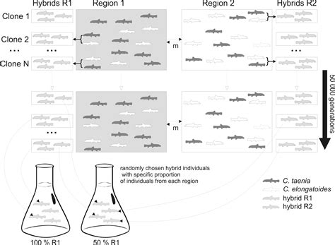 Pdf Dynamic Formation Of Asexual Diploid And Polyploid Lineages Multilocus Analysis Of