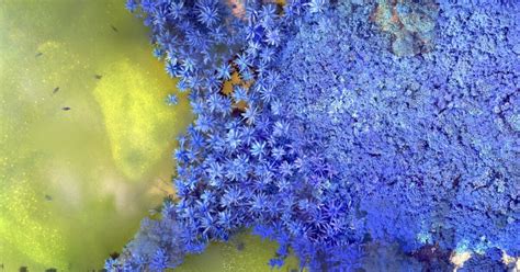 Automating Administrative Tasks For Your Online Course Amplified Now