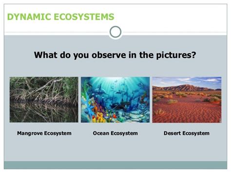 Dynamic Ecosystem
