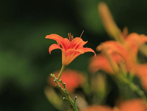 거친 경치 관목 꽃 꽃무늬 꽃이 만개한 꽃이 피는 꽃잎 나뭇잎 낭만적인 녹지 다채로운 뒤뜰 목조 울타리 무성한 봄 선명한 식물 식물군