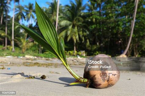 코코넛 나무 태국 코 팡 안에에서 열 대 해변의 해 안에 세척을 새싹 코코넛 음식에서 화장품에 이르기까지 사용의 그들의 다양성에 대 한 알려져 있다 0명에 대한 스톡 사진