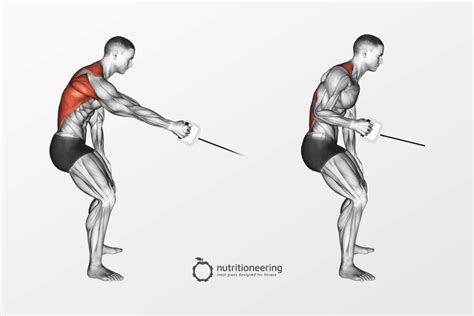 15 Top T Bar Row Alternative Exercises With Videos