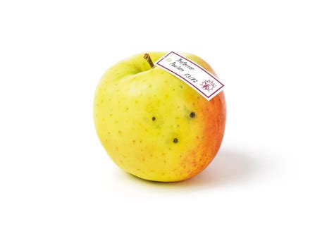 Professor Paulsen Adam Rouilly