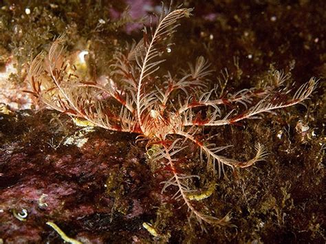 Echinoderms Echinodermata Sea World Echinoderm Ocean
