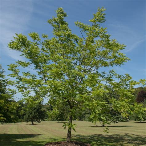 Black Walnut Juglans Nigra Mygardenlife