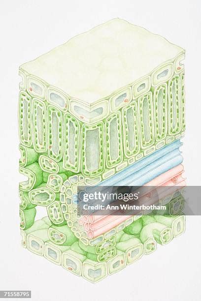 Cross Section Of An Plant Cell Photos And Premium High Res Pictures