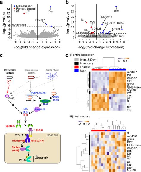 Whole Transcriptome Response To Infection Suggest A Major Role For The Download Scientific
