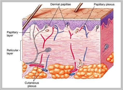Integumentary System Organs And Functions Image Anatomy System Human Body Anatomy Diagram