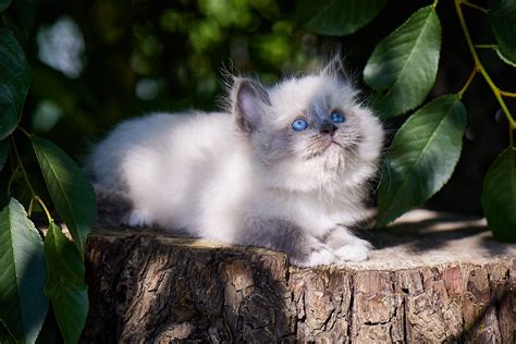 Cattery Of Siberian And Neva Masquerade Cats Koenig Glance