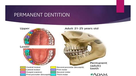 Development Of Occlusion In Pediatric Dentistry Pptx