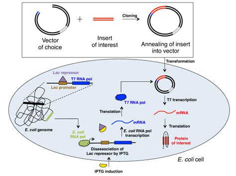 A Scheme Of Recombinant Expression Of Proteins In Bacterial Cells The Download Scientific