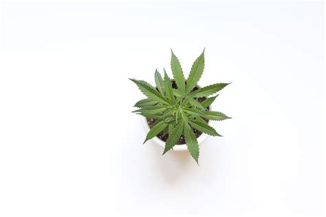 Clone Vs Copy Whats The Difference This Vs That