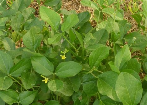 Noth Queensland Plants Fabaceae