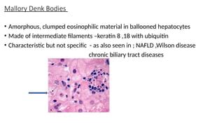 Anatomy Of Liver Hepatology Physiology And Pptx
