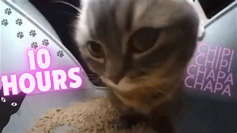 Chipi Chipi Chapa Chapa Cat 10 Hours Youtube Music