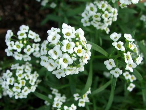 Alyssum Sweet Alice