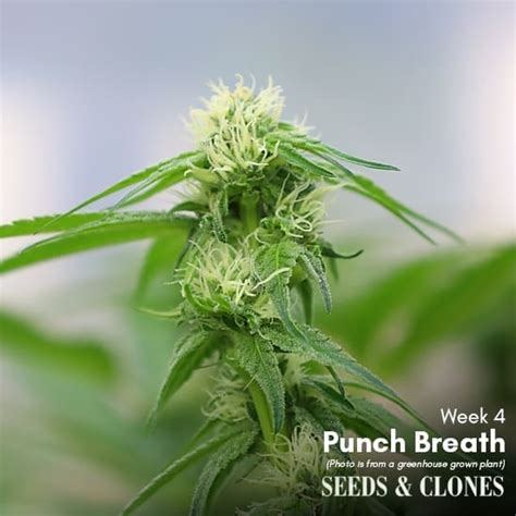 Punch Breath Clone Buy At Seeds And Clones Store