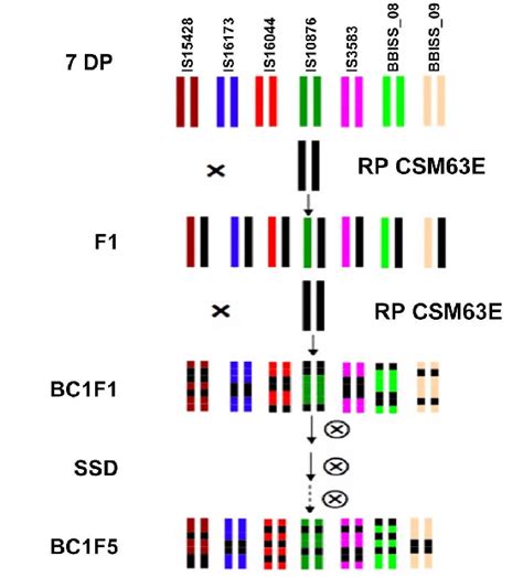 The Design Of Backcross Nested Association Mapping Population Of