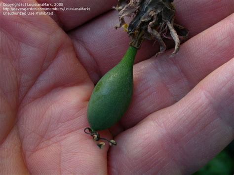 Tropicals And Tender Perennials Passiflora Sprucei 1 By Louisianamark