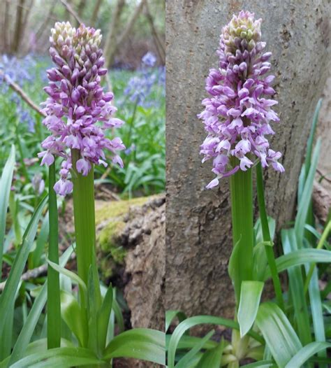 Polyatomic Ions Examples