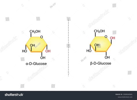 Alpha Versus Beta Glucose Stereoisomers Chemical Stock Vector Royalty Free 2509342041