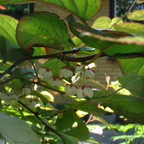 Actinidia Plant Care And How To Grow Water